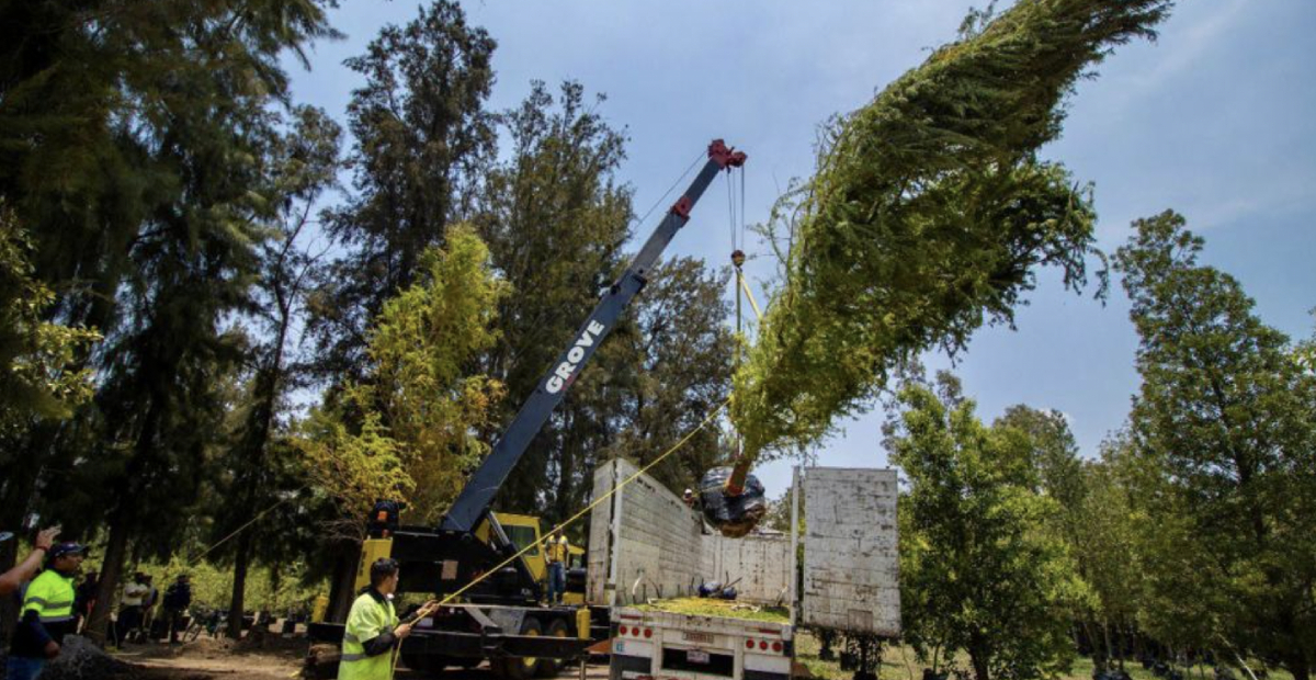 El ahuehuete que sustituirá a la palma en la Glorieta de la CDMX se ...